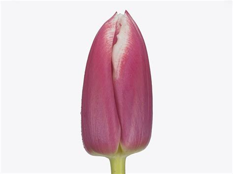 Tulipa Triumph Grp Jefgenia
