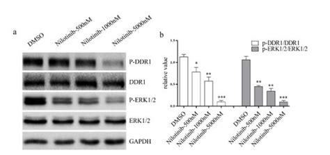 A Inhibitory Effect Of Nilotinib On Ddr1 And Its Downstream Erk1 2 Download Scientific