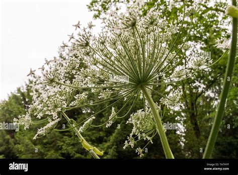 Sosnowsky Berce Du Caucase Heracleum Sosnowskyi S Plante Dangereuse