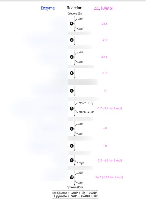 Chem H Lecture Steps Of Glycolysis Diagram Quizlet