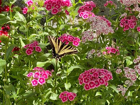 Today Is National Learn About Butterflies Day Share Comox Valley