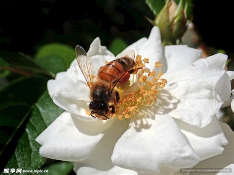蜜蜂 授粉摄影图 昆虫 生物世界 摄影图库 昵图网