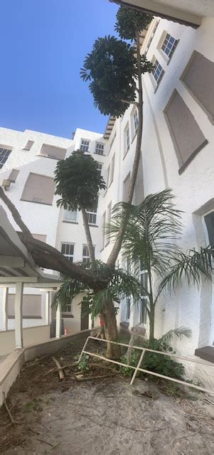 Identification What Type Of Tree Is This South Florida Gardening Landscaping Stack Exchange