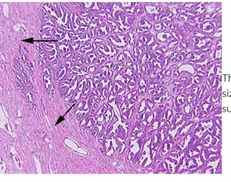 Male Reproductive Accessory Sex Glands And Penis Flashcards Quizlet