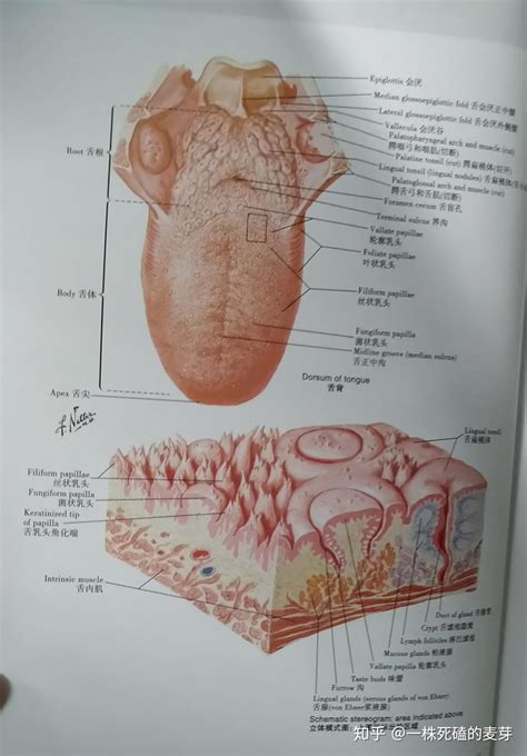 舌苔到底是什么？为什么舌苔厚就是积食了？ 知乎