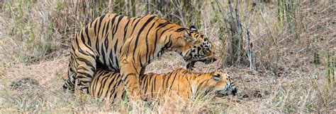 Tigress Sex Telegraph