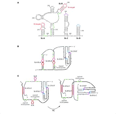 Secondary Structures And Dimerization Of Mulv Genomic Rna A Download Scientific Diagram
