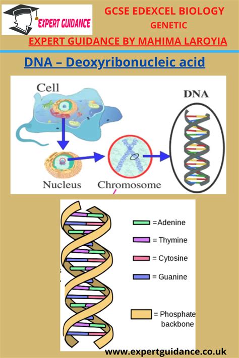 Gcse Ocr Biology Coordination And Control The Nervous System Complete Revision Summary Notes