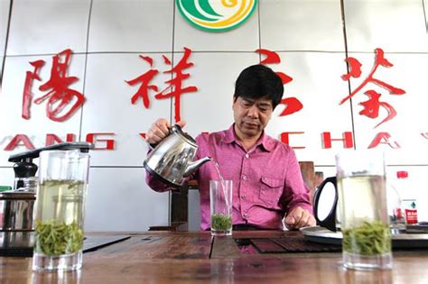 茶山染新綠 信陽毛尖明前茶開採 每日頭條