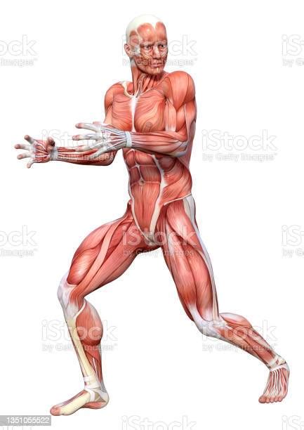 흰색에 근육지도와 3d 일러스트 남성 그림 3차원 형태에 대한 스톡 사진 및 기타 이미지 3차원 형태 건강관리와 의술