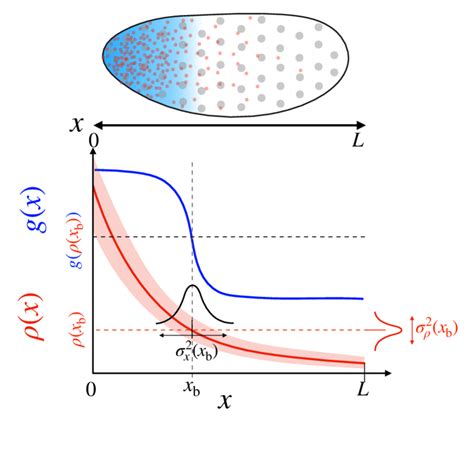 Positional Information Transfer By The Morphogen Gradient Top The Download Scientific