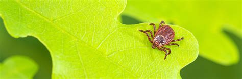 Accueil Kannerklinik