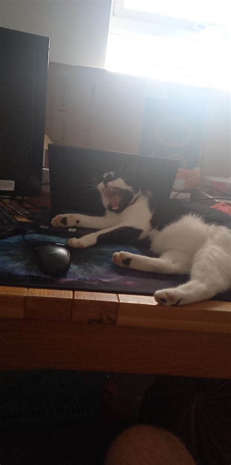 Neighbours Cat Keeps Attacking Mine R Cats