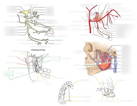 Diagram Of Chapter 5 The Infratemporal Region Quizlet