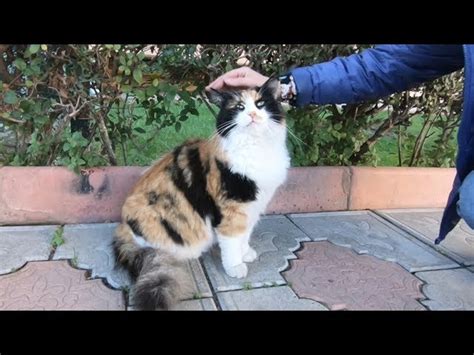 Fluffy Calico Cats