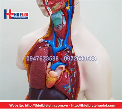 Bộ sưu tập hình ảnh nội tạng con người cực chất full 4K có hơn 999 tấm hình