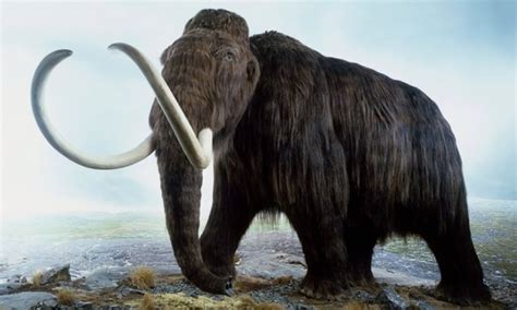 Woolly Mammoth Will Be Resurrected Within Two Years Scientists Reveal