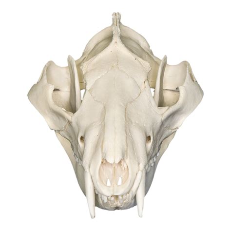 Real American Opossum Skull — Skulls Unlimited International Inc