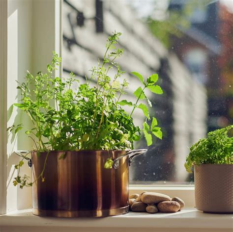 12 Best Indoor Plants For Health According To Experts