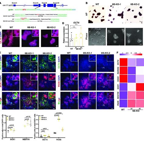 Kdm6a Knockout Improved The Neuroectoderm Differentiation A