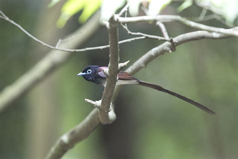 긴꼬리딱새black Paradise Flycatcher