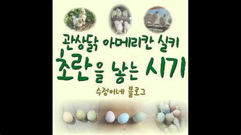 관상닭 아메리칸실키 처음 낳는 알 초란 시기 수탉 울음 시기 날짜 계산 네이버 Tv