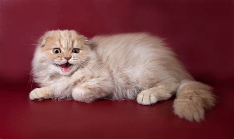 진저고양이 얼룩무늬고양이 자본가 스코틀랜드 돌림주름 쉬익 소리를 내다 On 버건디 2015년에 대한 스톡 사진 및 기타 이미지
