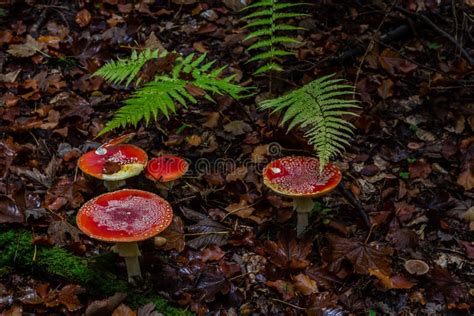 Hongo Rojo Salvaje Amanita Muscaria Un Hongo Amanita Rojo Muscaria Que