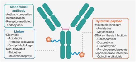 Antibody Drug Conjugates Adcs Creative Diagnostics