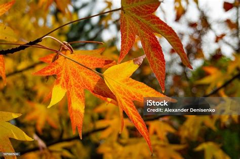 Liquidambar 스티라시플루아 일반적으로 미국 스위트 검 라고합니다 클로즈업 단풍의 흐릿한 배경에 나무에 황금 잎 선택적