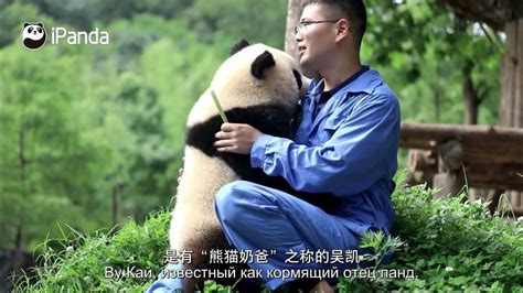 《熊貓主題趴》聽專家說聊旅俄熊貓幼崽 Ipanda熊貓頻道 Youtube