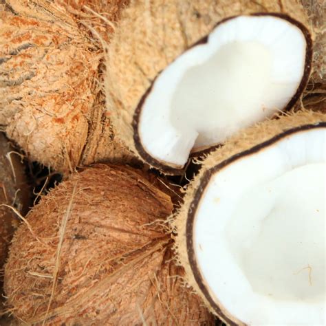 Cocos Nucifera Coconut Oil