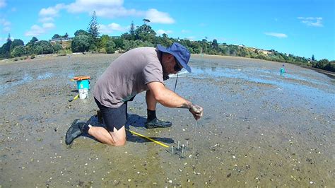 Coastal State Of The Environment Monitoring Northland Regional Council