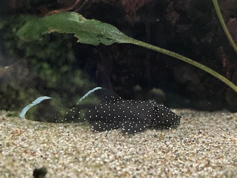 L183 Starlight Pleco 满天星异形 Sus Aquatic