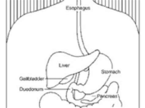 Your Digestive System And How It Works Infonet Biovision Home