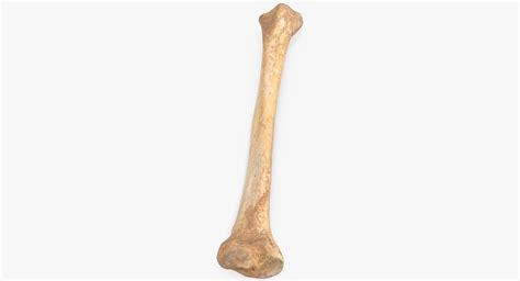 3d Human Tibia Bone 01 Model Turbosquid 1422288