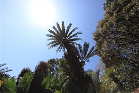 무료 이미지 바다 연안 나무 자연 록 산 하늘 햇빛 잎 언덕 꽃 바람 높은 밀림 손바닥 안에 감추다 식물학 플로라 왕 신사 5d