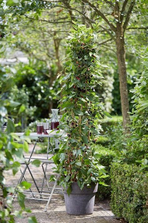 Morus Mojo Berry Dwarf Mulberry The Mulberry Tree For Small Gardens