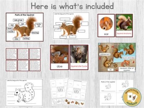 Parts Of A Squirrel Life Cycle Pack Montessori Nature Printables