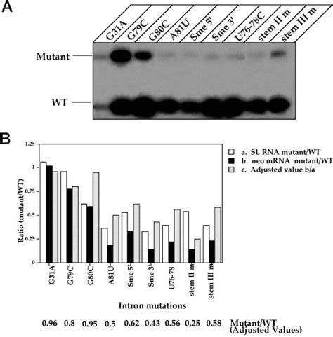 Northern And Primer Extension Analyses To Determine The Expression Of