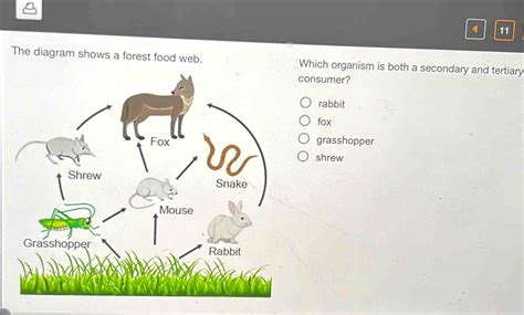 Solved 4 11 The Diagram Shows A Forest Food Web Which Organism Is