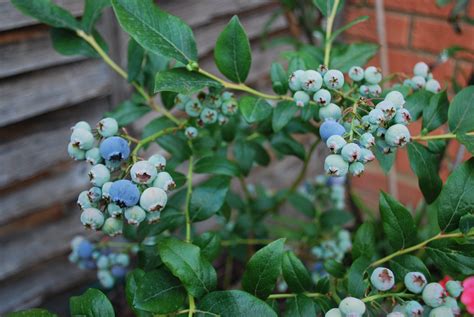 The Best Soil For Growing Blueberries Bright Lane Gardens