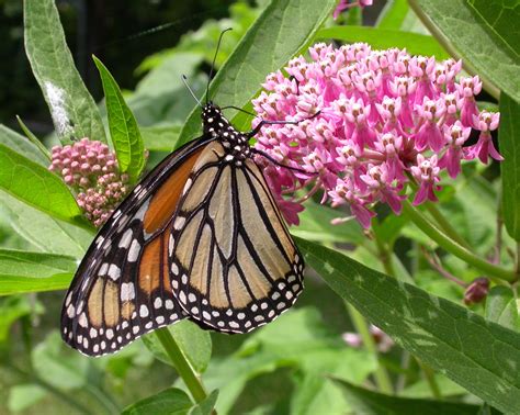 Monarch Butterfly On Common Milkweed