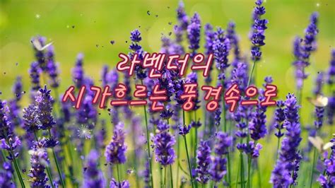 시낭송 새해아침의기도 윤보영 시인 시라벤더의시가흐르는풍경속으로 YouTube