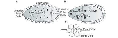 Schematic Summary Of Border Cell Migration A Border Cells Are Download Scientific Diagram