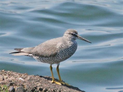 九羽の白鳥鳥たちの広場メリケンキアシシギ