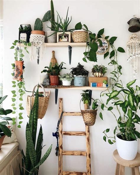 Podar Plantas De Interior ¡guía Paso A Paso 【2019】