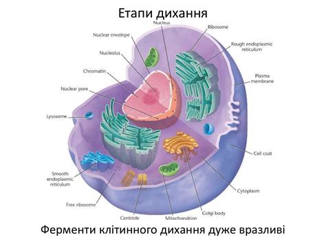Етапи дихання і газообміну Online Presentation