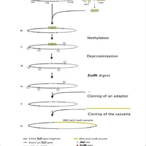 Tle1 Gene Targeting Vector Construction Using Reca Mediated Achilles
