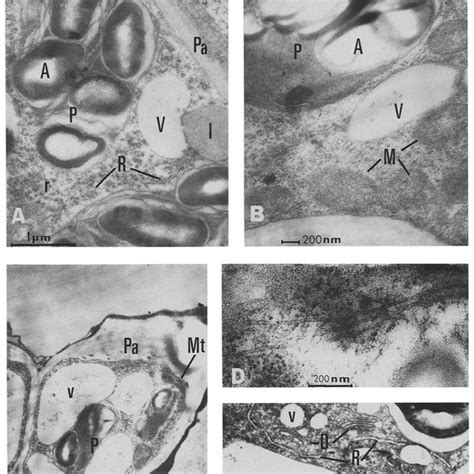 A B E Part Of Guard Cells Of In Vitro Plants A X 18900